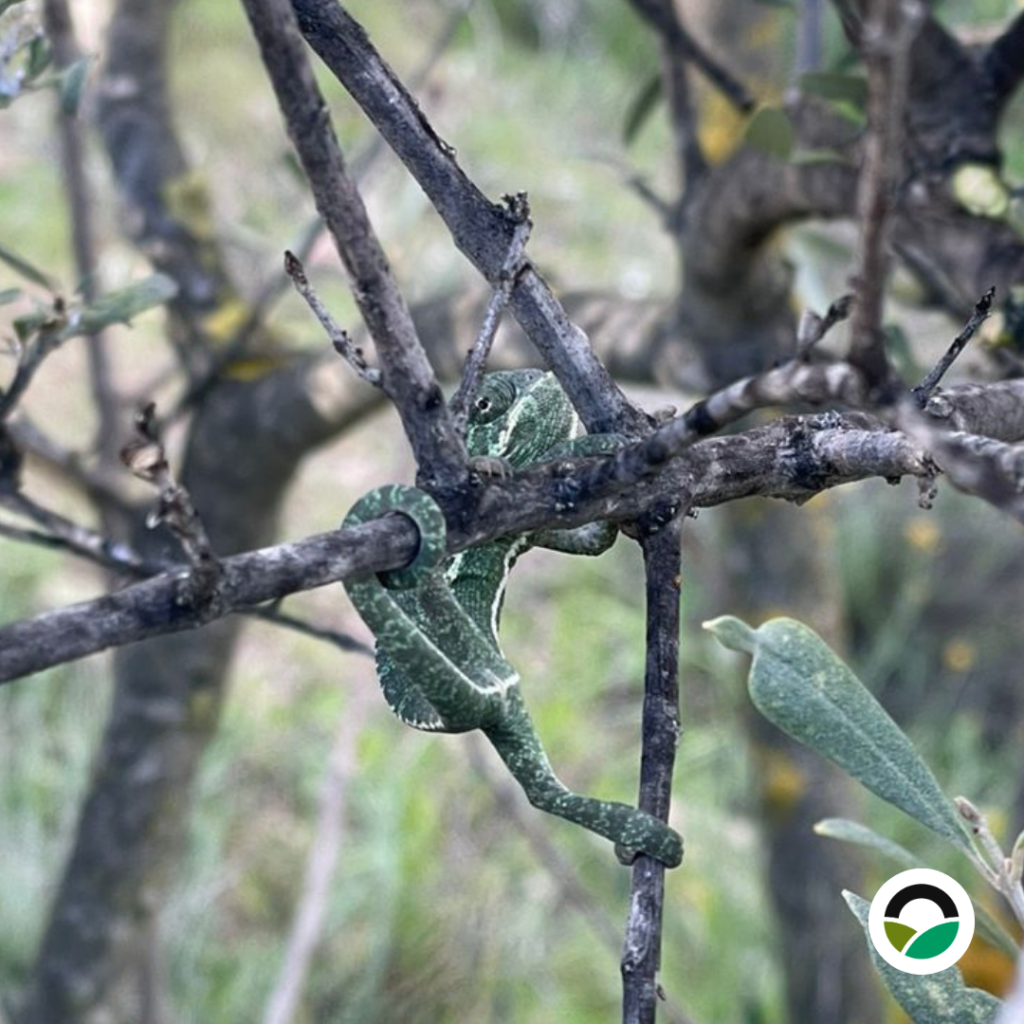 Common chameleon (Chamaeleo chamaeleon) - Mavronero